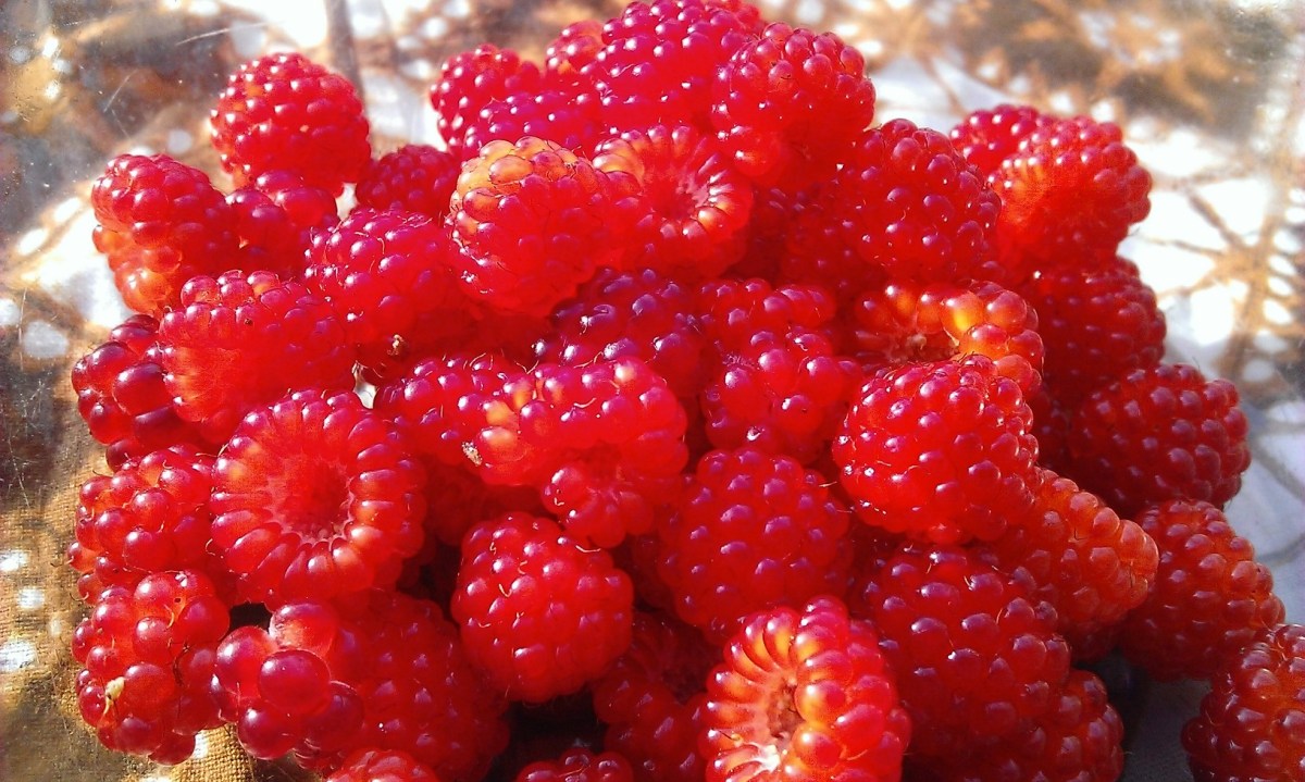 Japanse wijnbes – HOF- en bijzaken